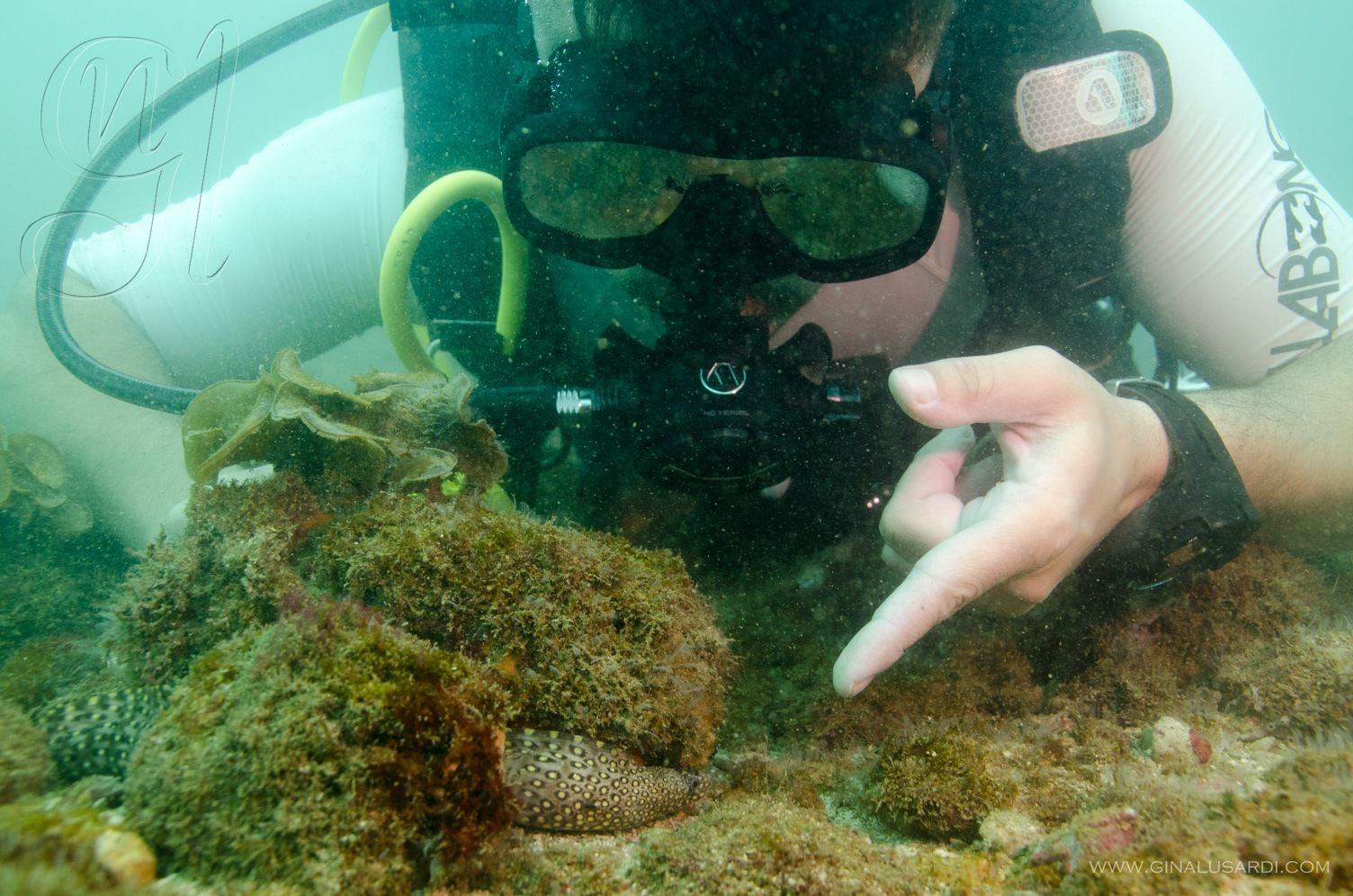 SCUBA Diving in Costa Rica - 8 Reasons to do it now!