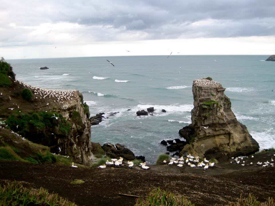 8 Unique Things to Do in Auckland, New Zealand