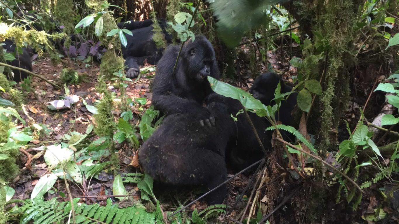The Ultimate Guide To Mountain Gorilla Tracking In Uganda