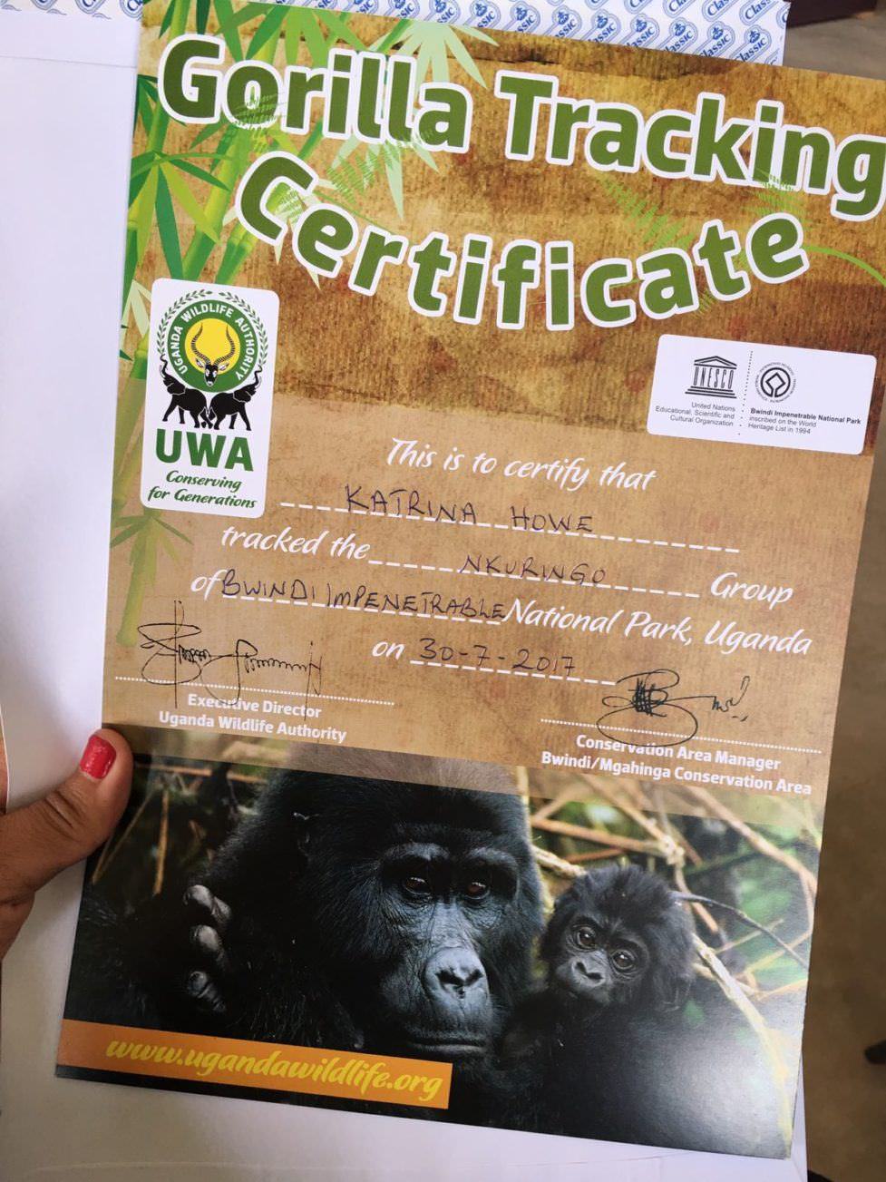 The Ultimate Guide To Mountain Gorilla Tracking In Uganda