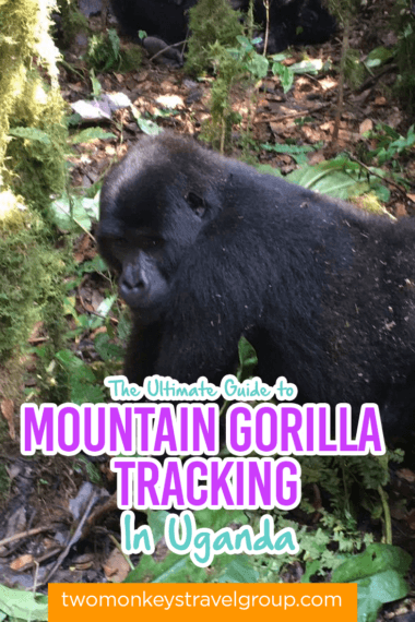 The Ultimate Guide To Mountain Gorilla Tracking In Uganda
