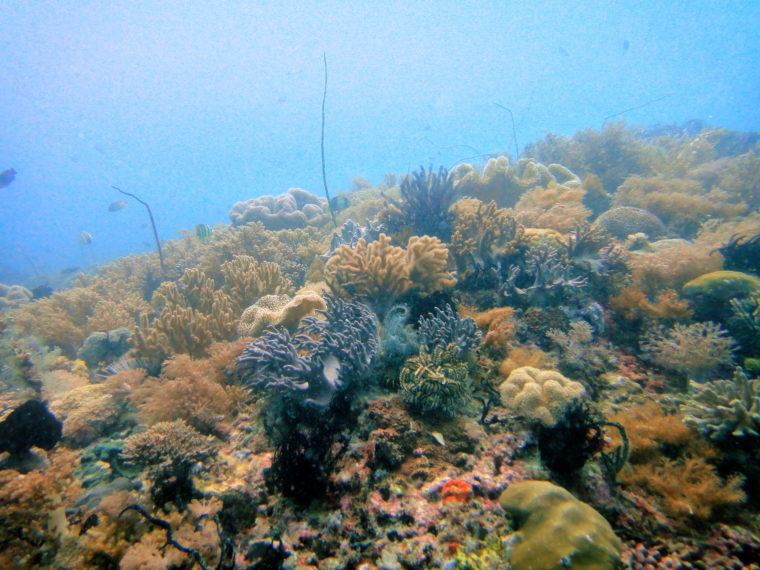 Top 7 Most Beautiful Scuba Diving Destinations in the Philippines