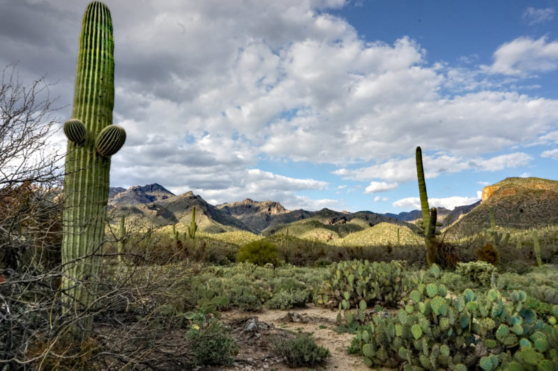 15 Things to do in Tucson, Arizona [With Suggested Tours]