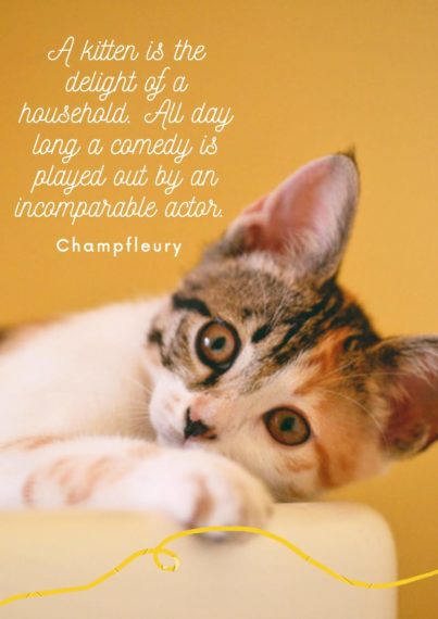 44 Best Cat Quotes Dedicated to Our Adorable "Purr" Babies
