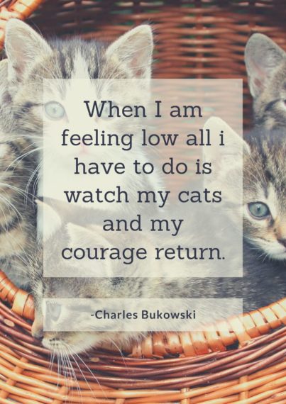 44 Best Cat Quotes Dedicated to Our Adorable "Purr" Babies