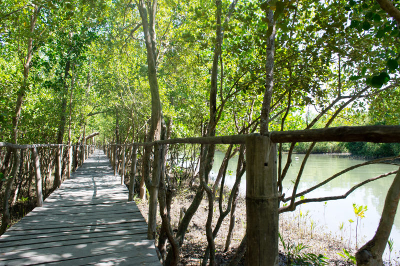 Things to do in Bakhawan Eco-Park, Aklan, Philippines