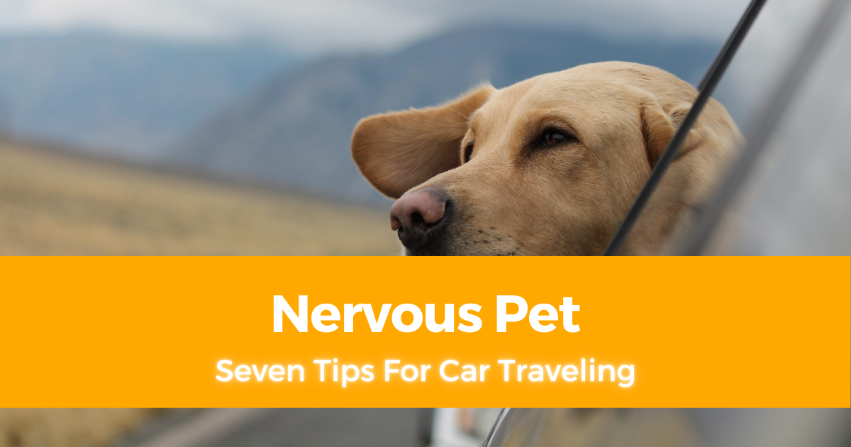 Nervous Animal
