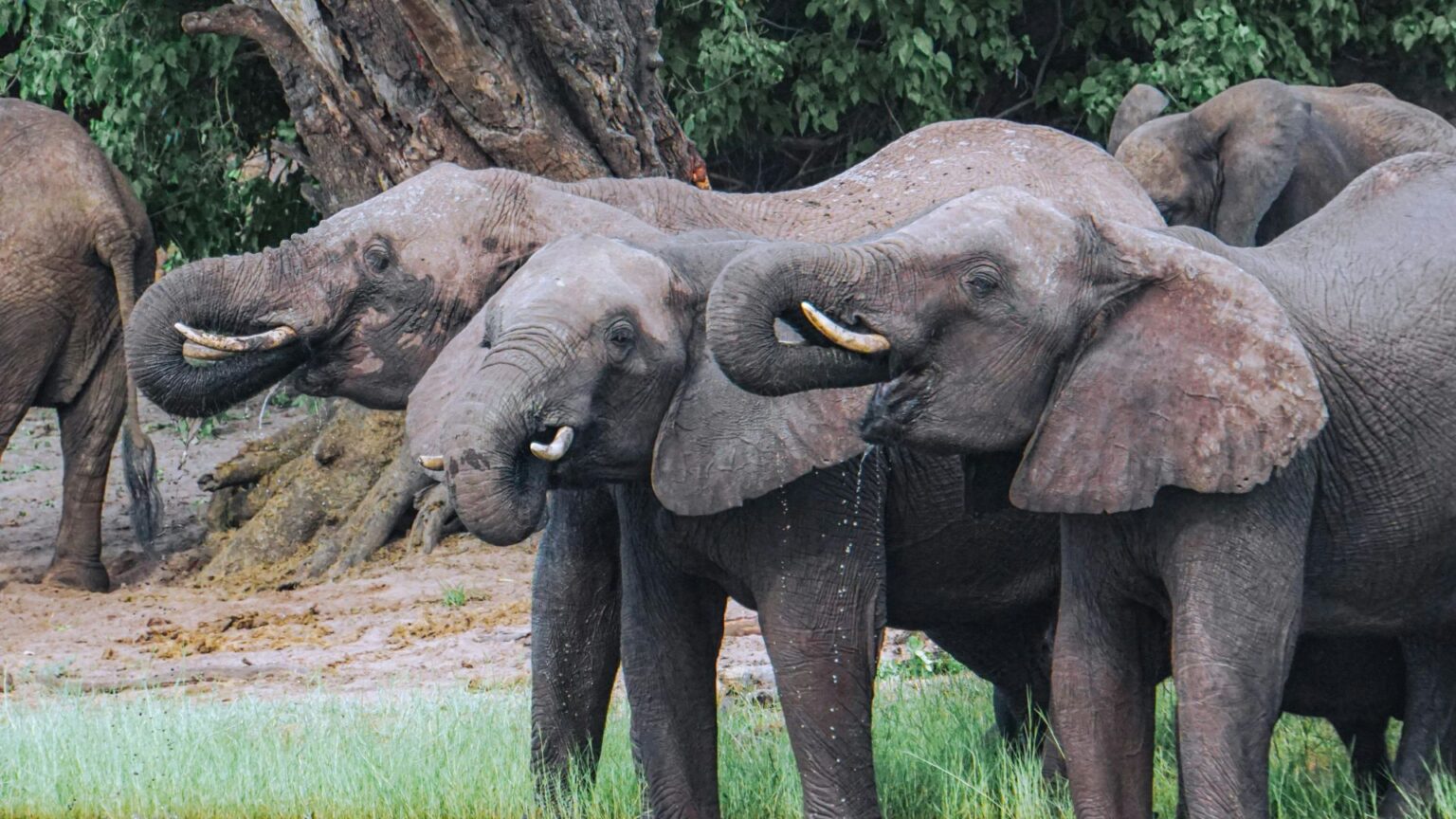 My Chobe National Park Safari, Botswana Experience - Two Monkeys Travel ...